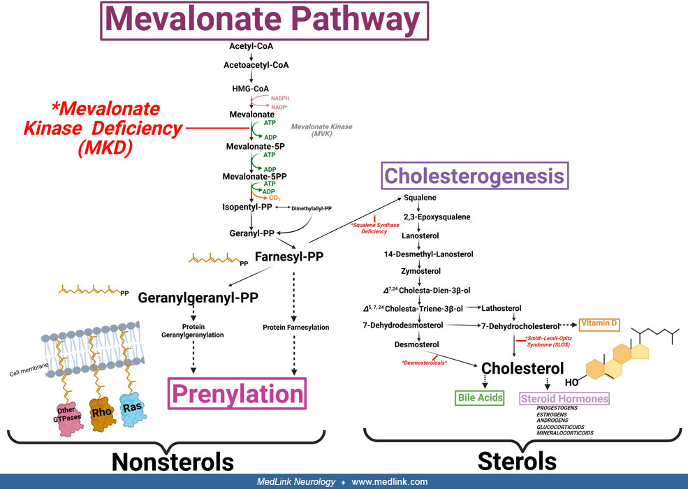 Mevalonate pathway | MedLink Neurology